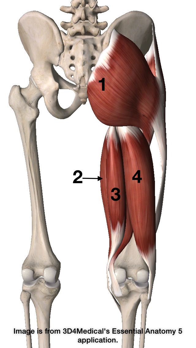 Så arbetar dina muskler vid cykling | Actifys